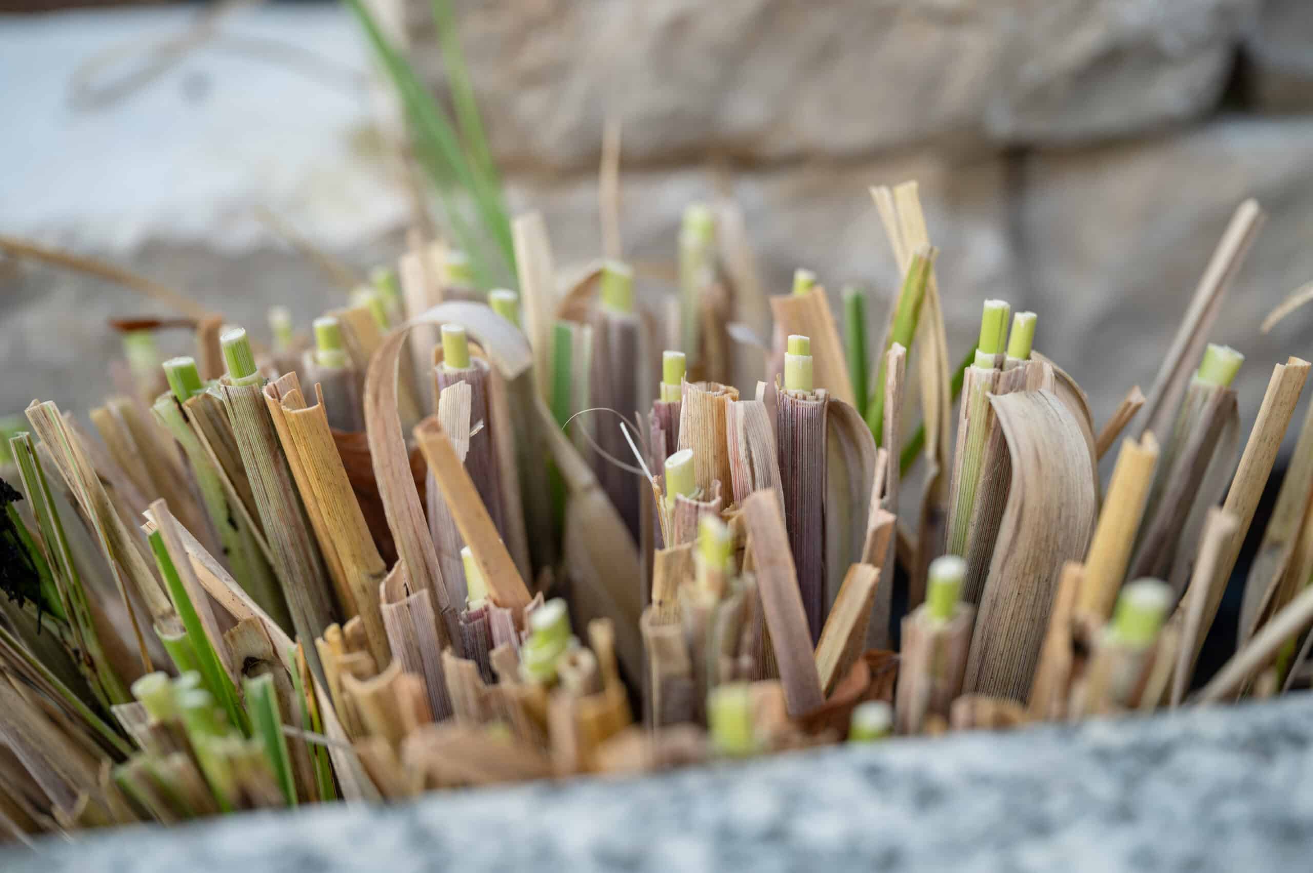 When should you cut back China reed grass (Miscanthus sinensis ...